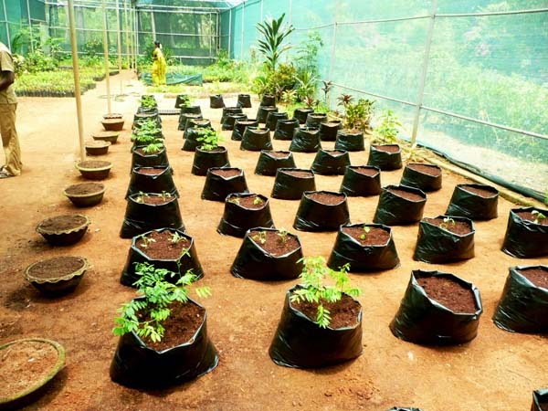 India Gardening: Turning the kitchen into a terrace garden