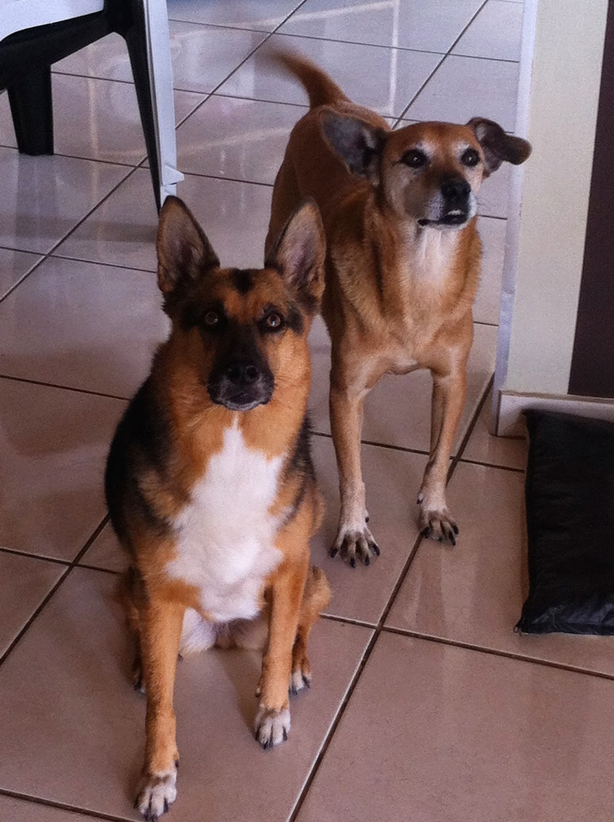 Central de Adoção de Cães: Dois cães maravilhosos para adoção