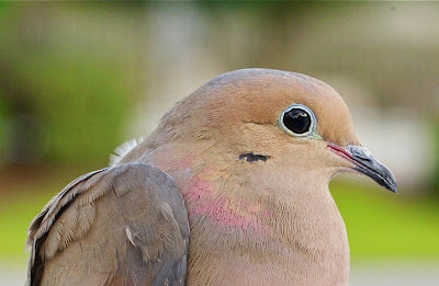 Bird Banding: Learning From Birds In-hand: Color Banding Painted Buntings