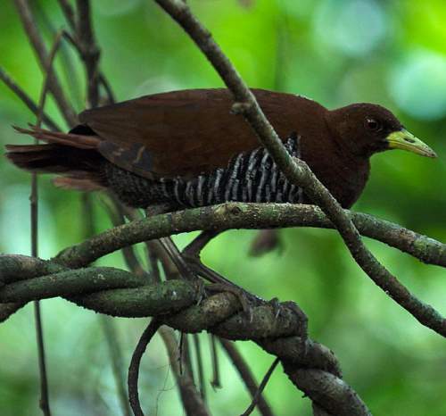 Andaman crake | Birds of India | Bird World
