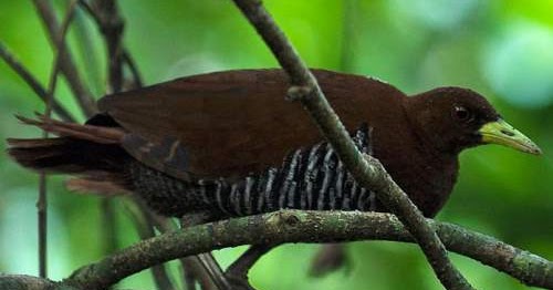 Andaman crake | Birds of India | Bird World
