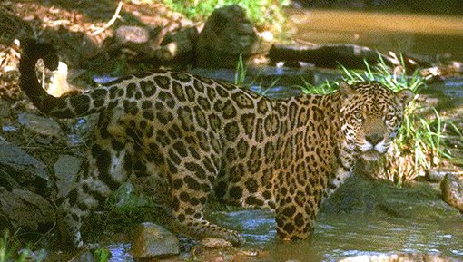 Cultura Guaraní: El Yaguareté