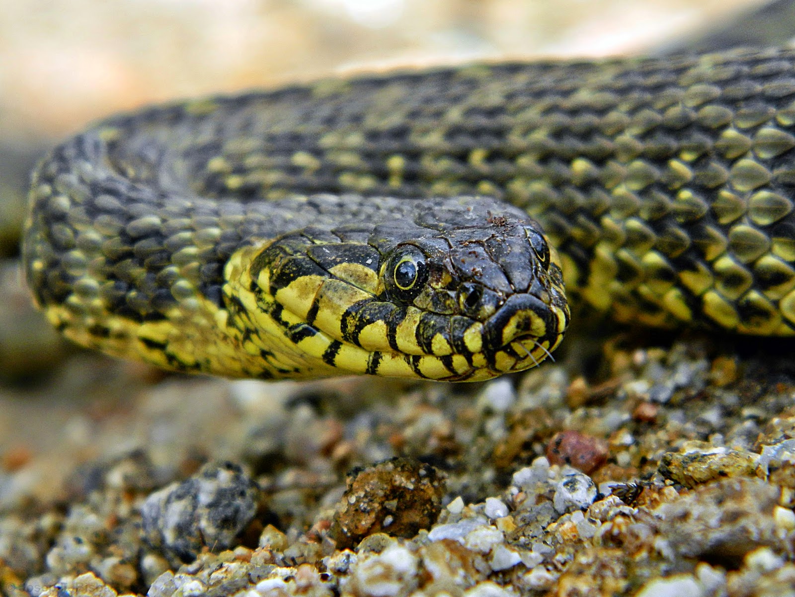 Sargantanes i Dragons: Natrix maura - Serp d'aigua