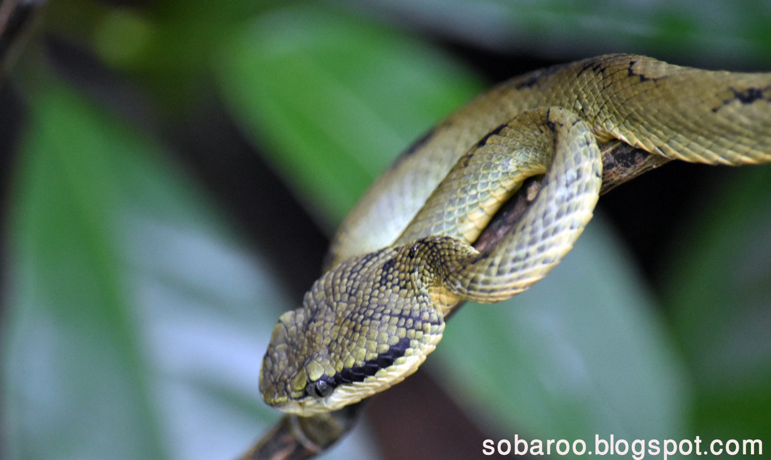 සොබා රූ: කන්නෙලියේ උසම තැනට යමු... - Kabbale Kanda - The Highest Point ...