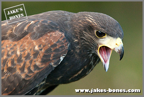 Learning how to handle a Harris Hawk : Jake's Bones
