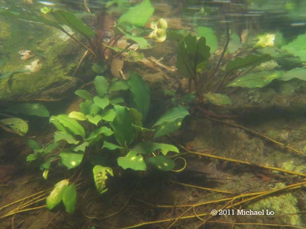 The rainforests of Borneo & Southeast Asia: Underwater shots of ...