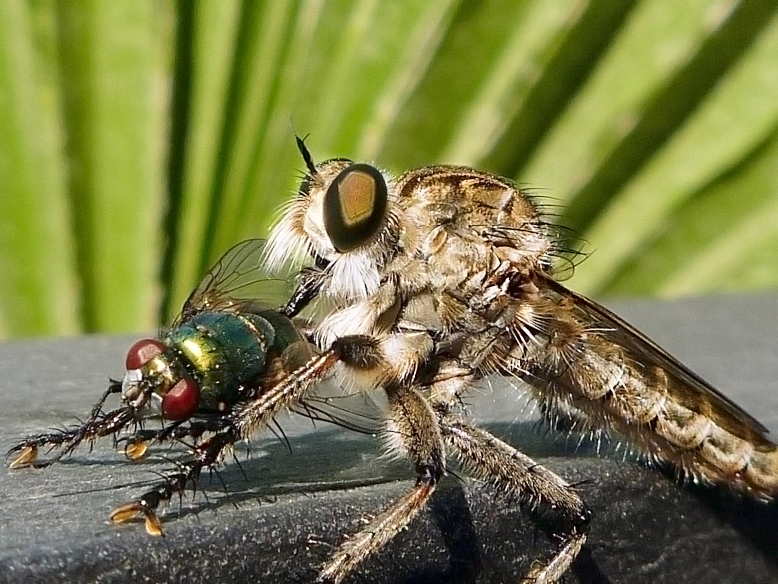 gli insetti: Asilidae