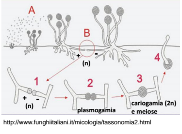 Portfólio de Licenciatura em Ciências Naturais e Matemática: Biologia ...