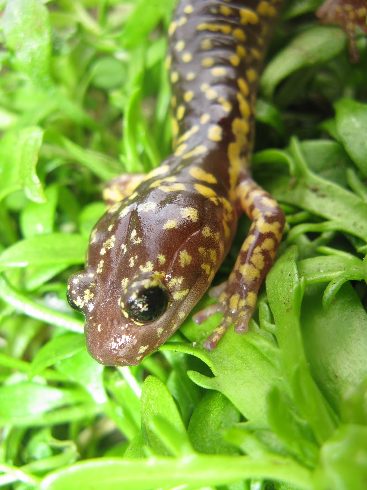 Los Farallones: Mandermonium with the Farallon Arboreal Salamander