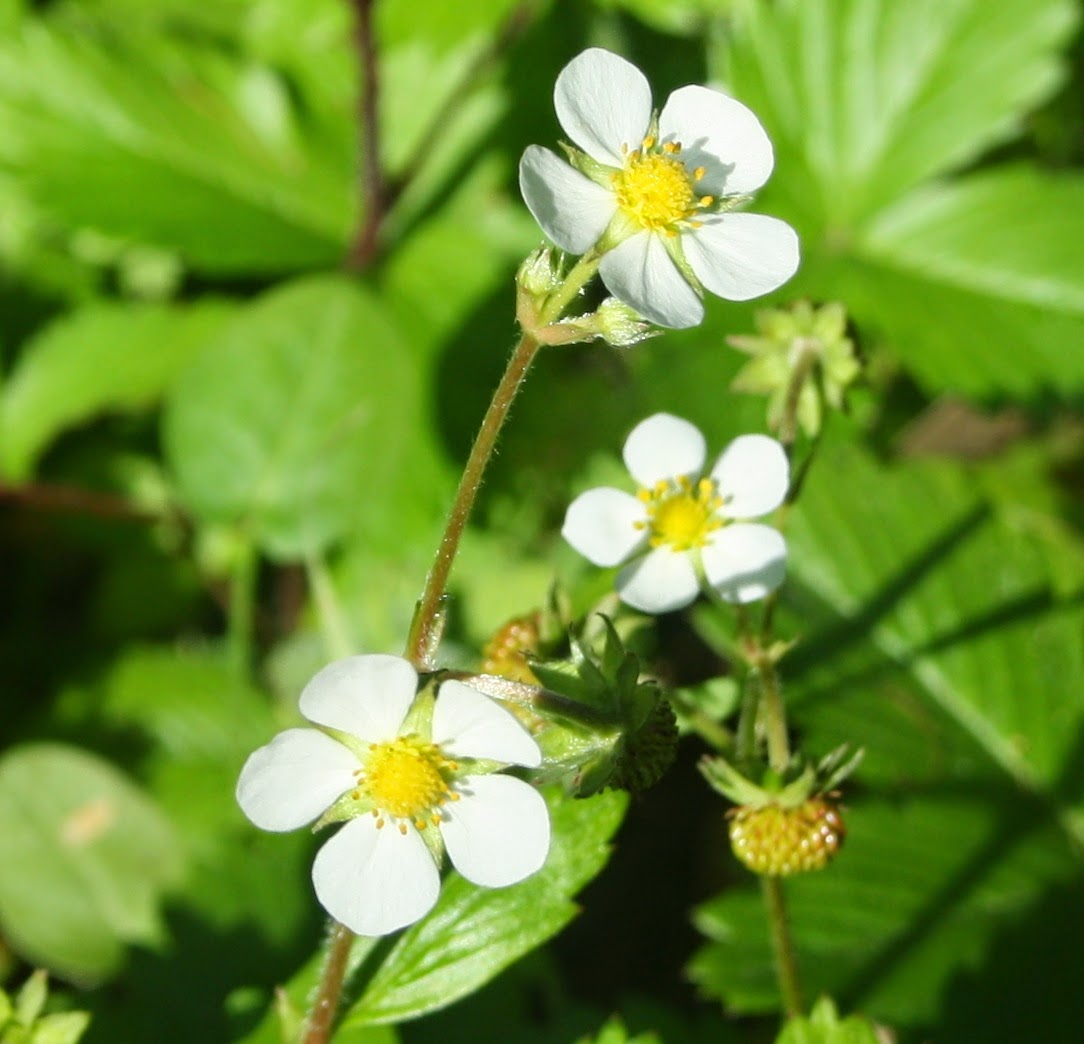 Plantas: Beleza e Diversidade: Morangueiro-bravo (Fragaria vesca subsp ...