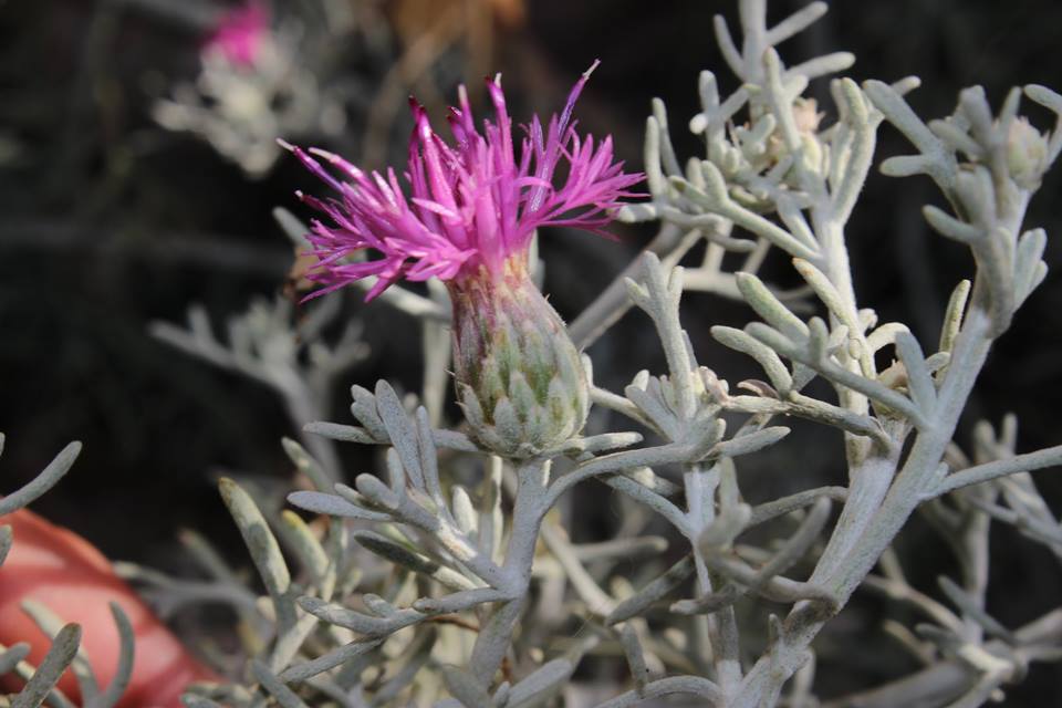 Biodiversity of Cyprus by NGO Protection of the Natural Heritage and ...