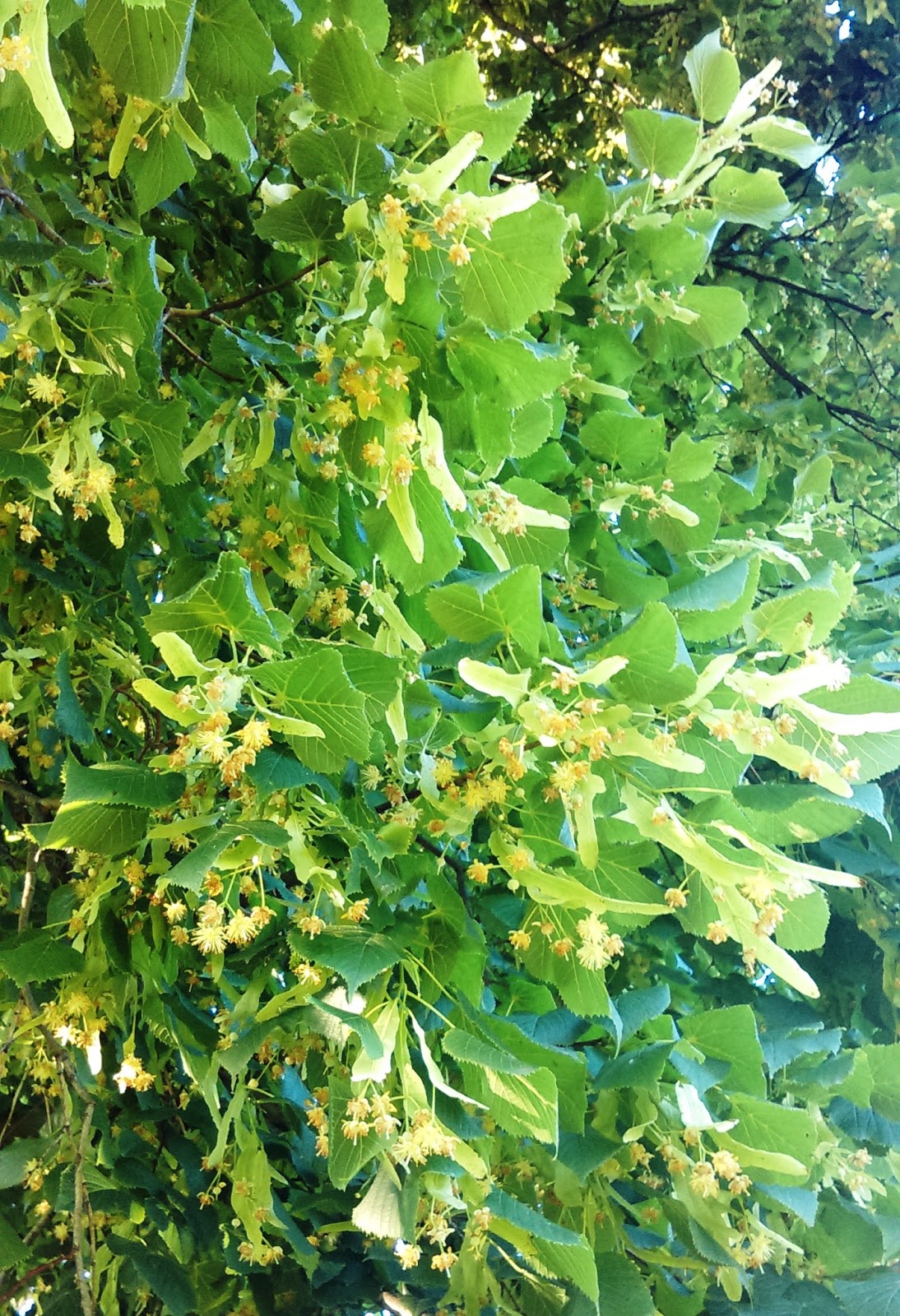Naturalicious : Lipa zelenela je.... (linden tree)