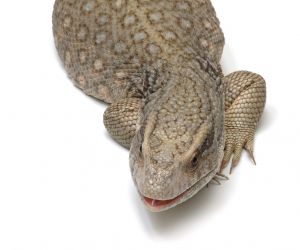 medicina exotica y silvestre: varano de la sabana