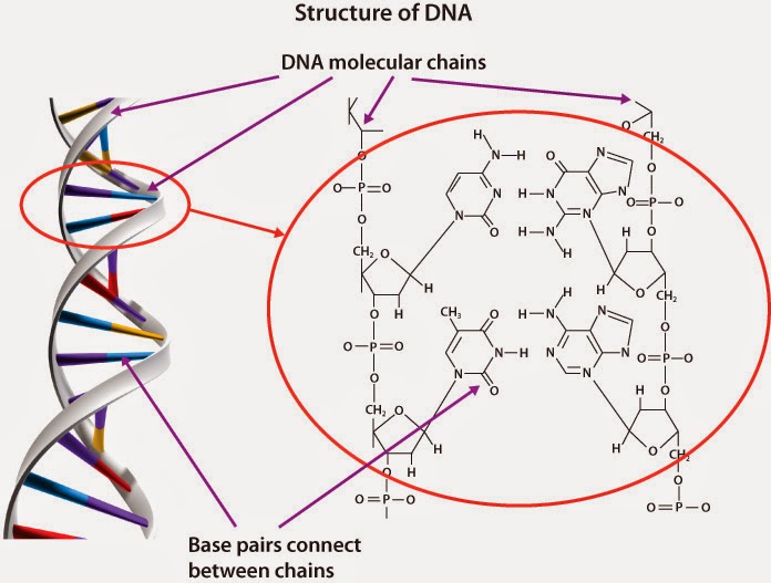 BLIND SCIENCE: Polymer.