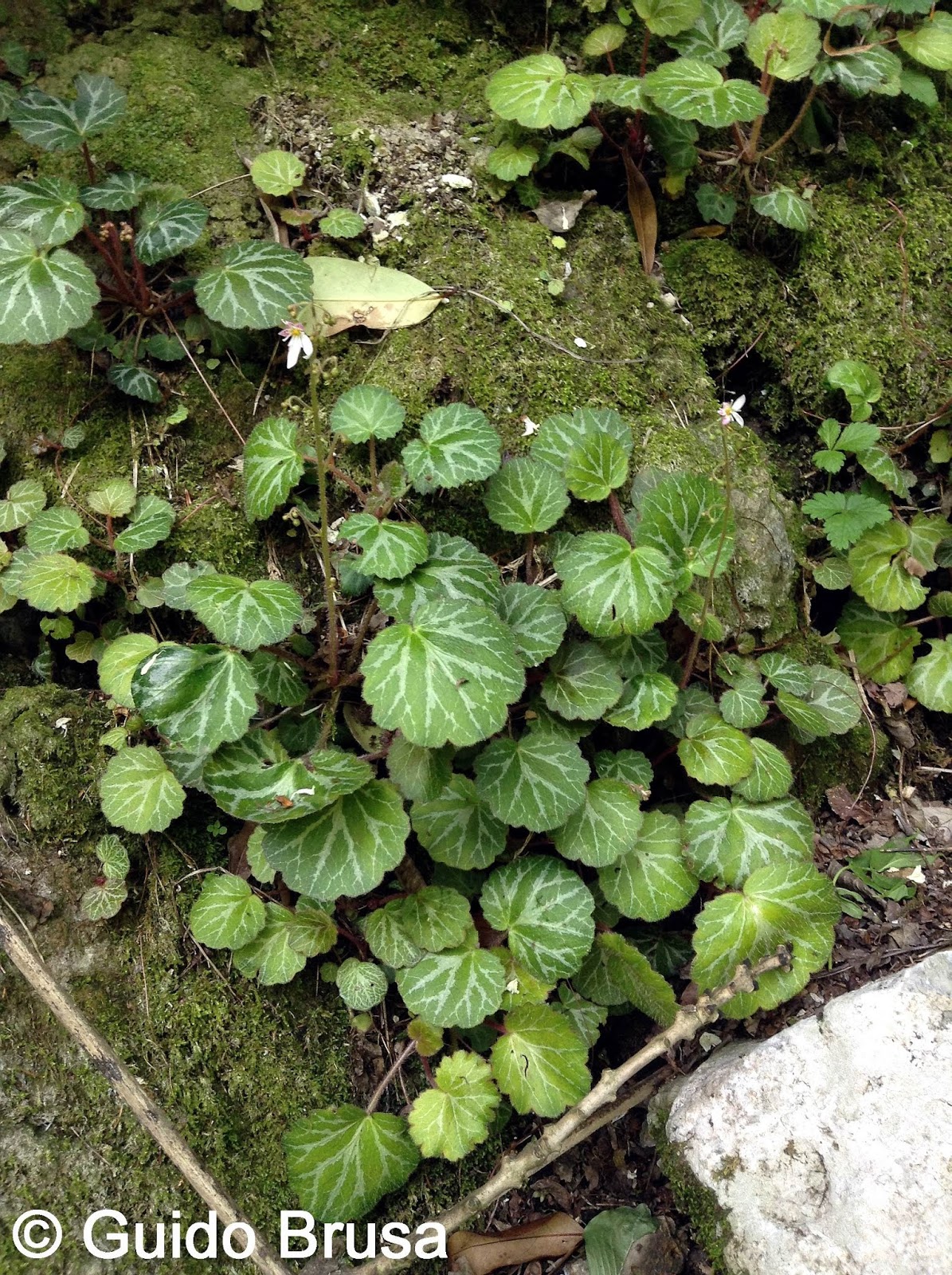 Flora Insubrica: Saxifraga stolonifera