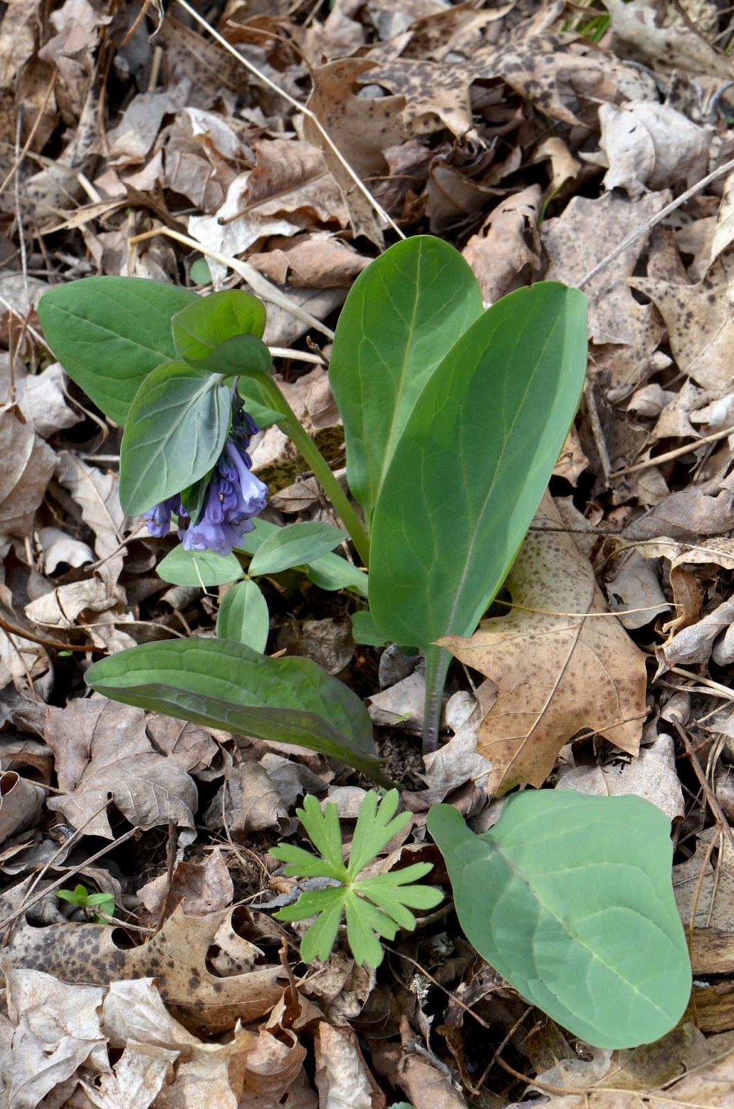 The Kentucky Nature Blog: Early Spring Wildflowers at Floracliff Nature ...