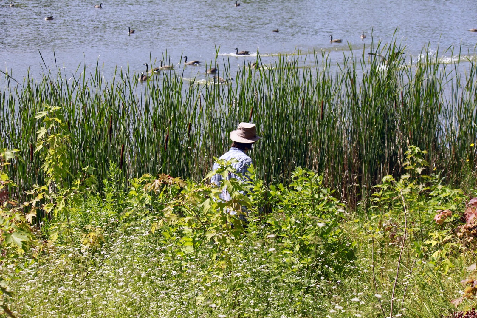 Angie in T.O.: CHASING DRAGONFLIES