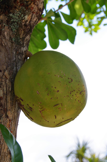 Trees and Plants: Calabash Tree