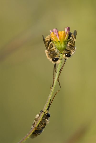 foto y natura: Abejas mexicanas