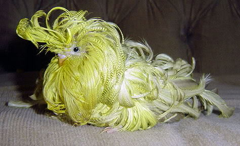 Feather Duster Parakeet