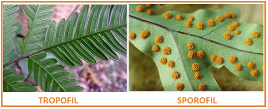 BIOLOGI GONZAGA: SOAL LUMUT AND PAKU