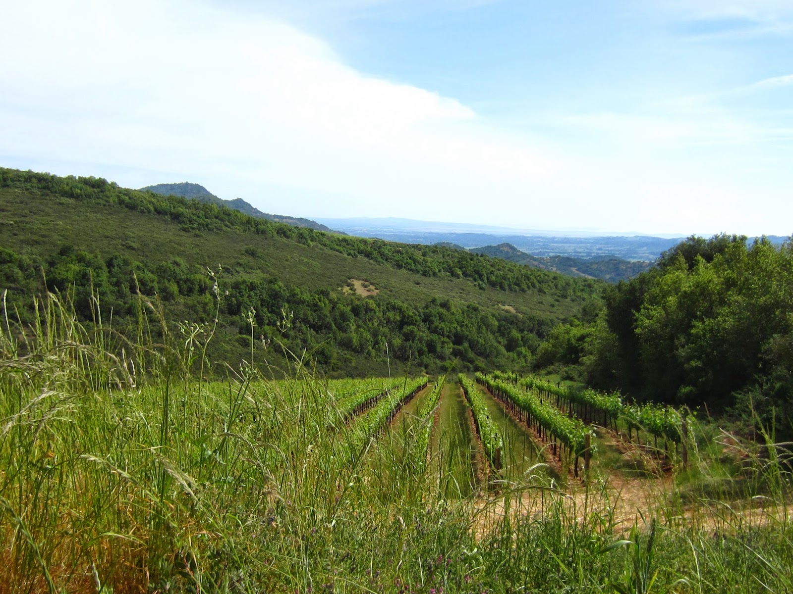 Decantress Wine Diary: Continuum...The New Spectacular Mondavi Family ...