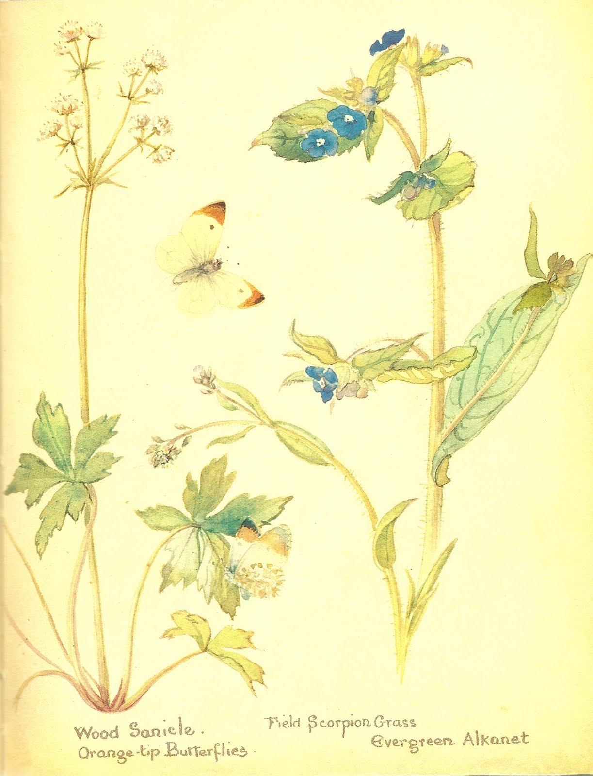 Dirt Balls: April -May - The Nature Notes of an Edwardian Lady - Edith ...