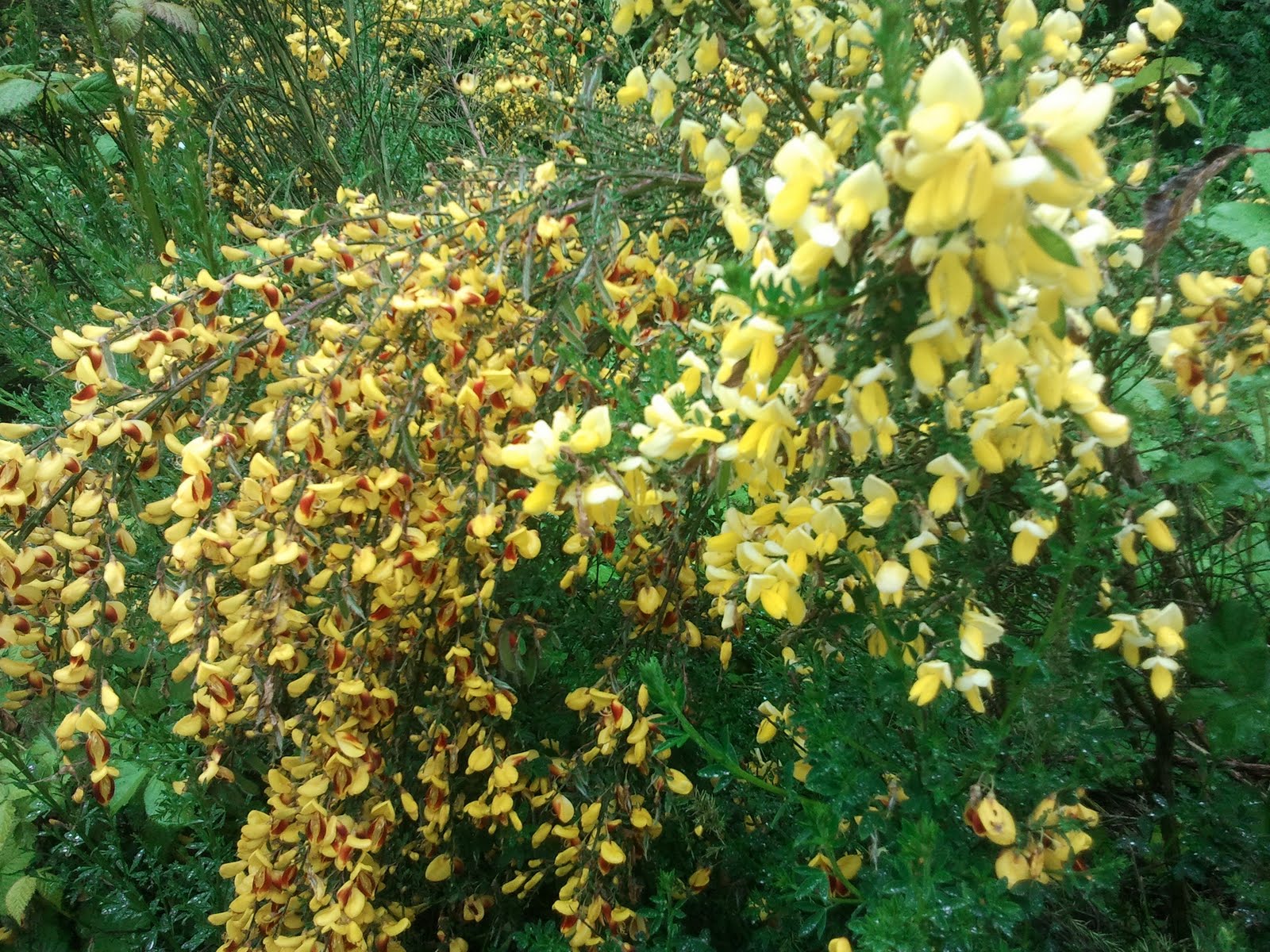 Ernie's Place: Scotch Broom