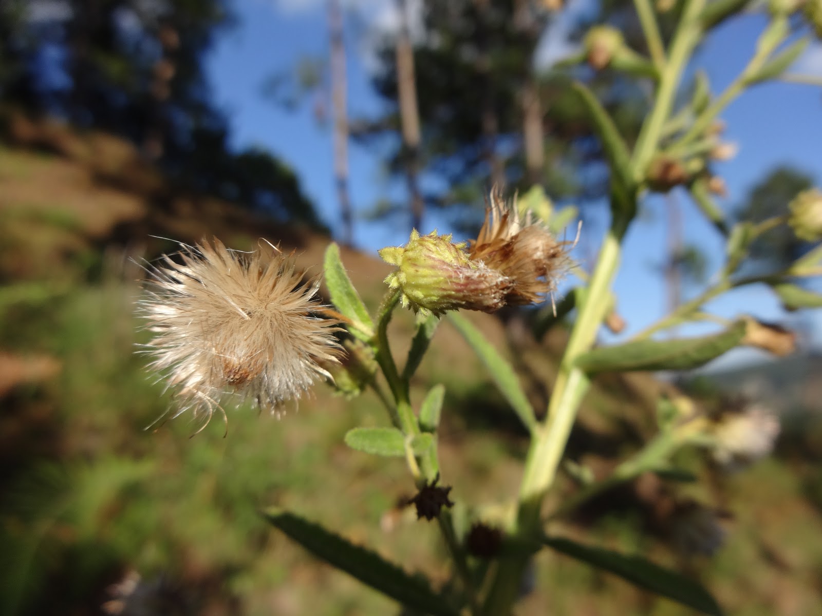 Herbs from Distant Lands: Laggera alata - Winged-Stem Laggera, Liu Leng ...