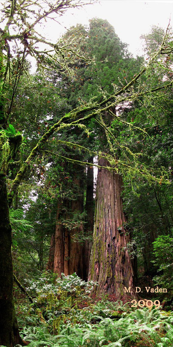 Alam Mengembang Jadi Guru: Hyperion - Pohon Tertinggi di Dunia