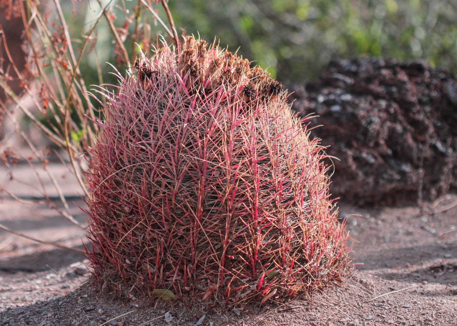 Red House Garden: The Ethel M. Chocolate Factory's Botanical Cactus Garden