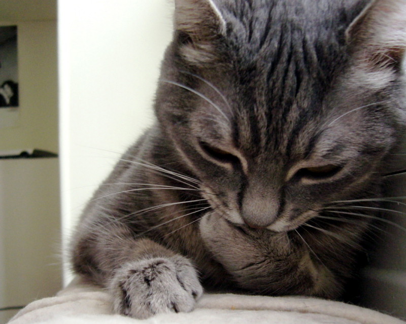 Silence, i'm thinking! | Funny Cat Pictures