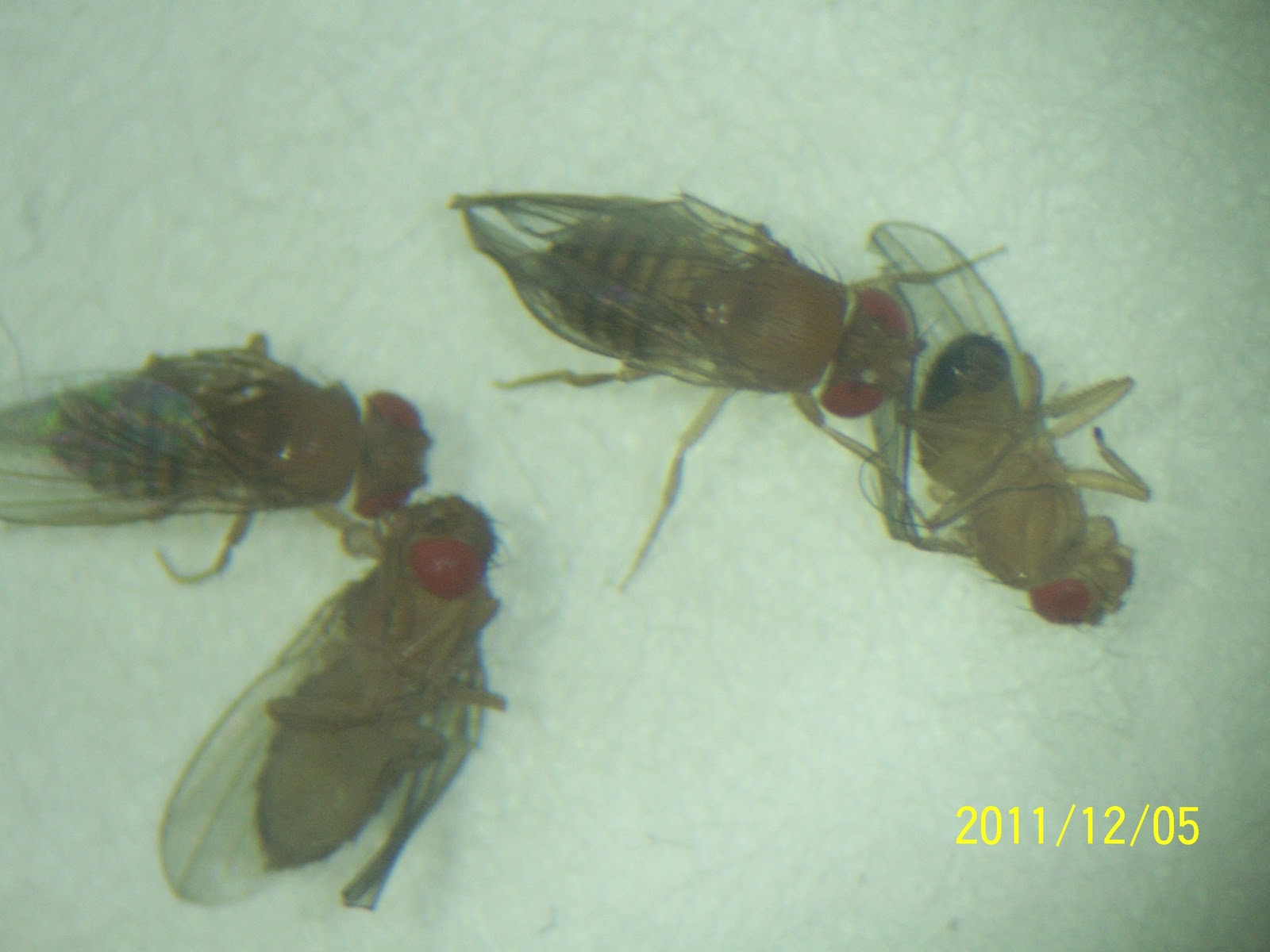 BIOZARCO 12: Drosophila no ensino da Biologia: mais moscas...!!!