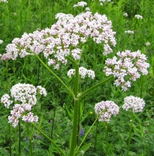 MagijaNarave: julij 2014