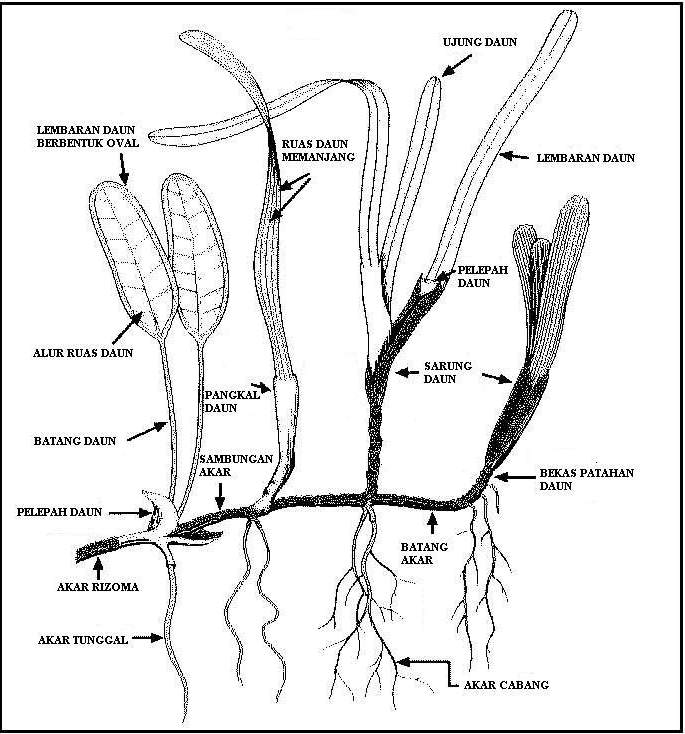 KOMUNITAS PENYULUH PERIKANAN: KLASIFIKASI LAMUN