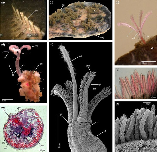 Biologija s Bedenko: Čime se hrane ovi morski mnogočetinaši koji ...