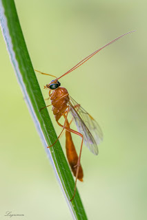 MACREANDO: septiembre 2015