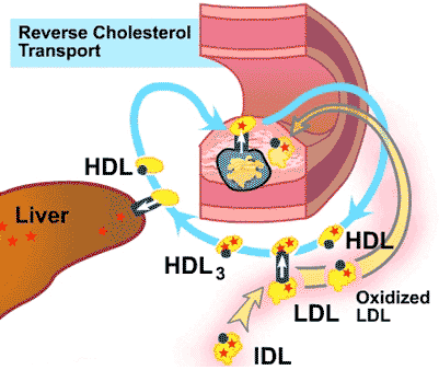 Pengertian Mengenai Trigliserida Tinggi | Blog Informasi Berita Terbaru