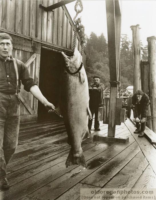 Grassroots People: Where Have All The Salmon Gone? Did We Listen To Our ...