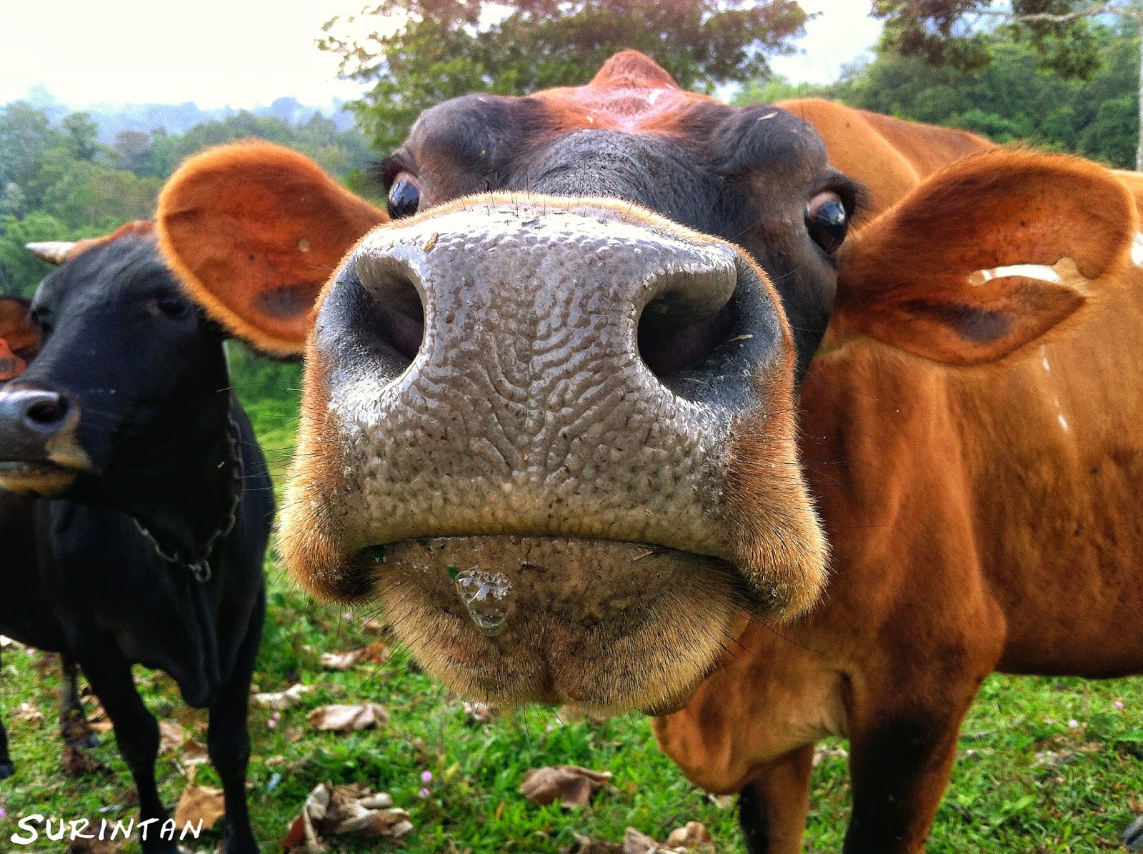 iPhone 4: Cow Farm at Janda Baik, Pahang | Surintan iPhone Photography