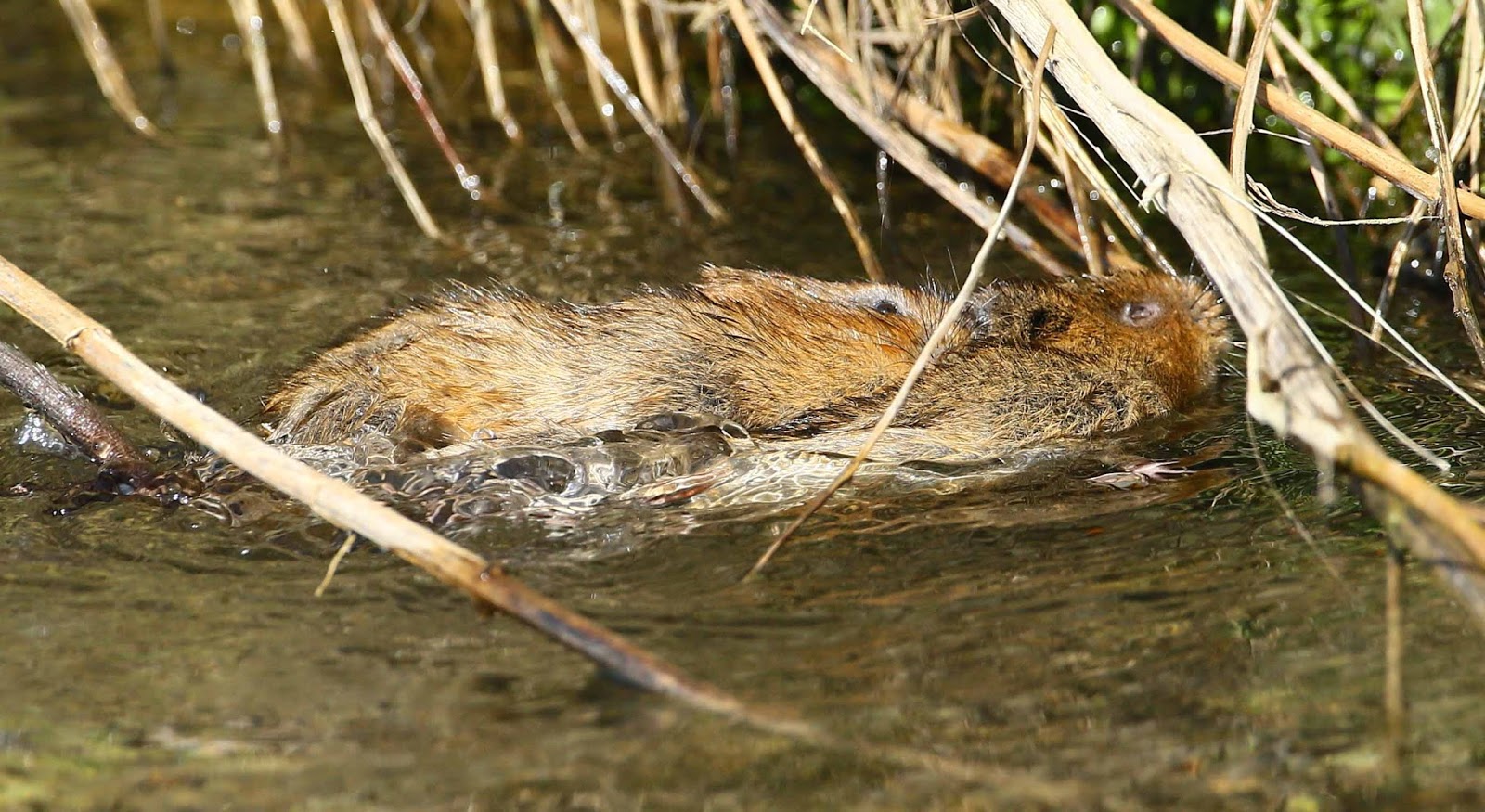 Darley Dale Wildlife: Water Vole mating