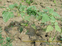 Medicinal Plants: Chrozophora rottleri, Suryavarta, gurugu, Purapirakkai