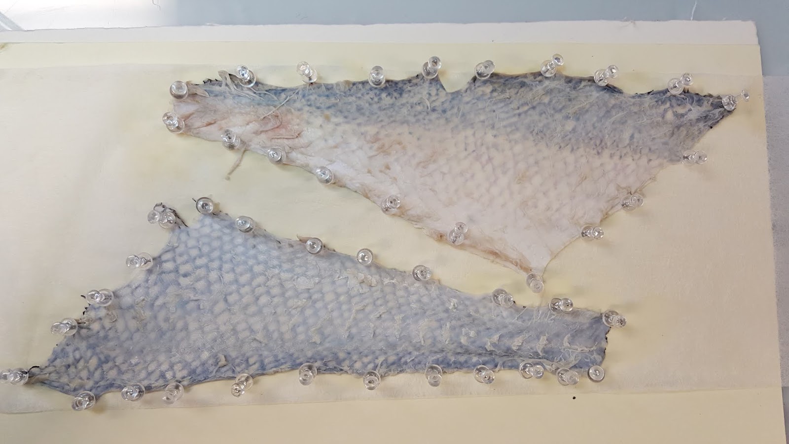 The Pressbengel Project: Exploring German bookbinding traditions and ...