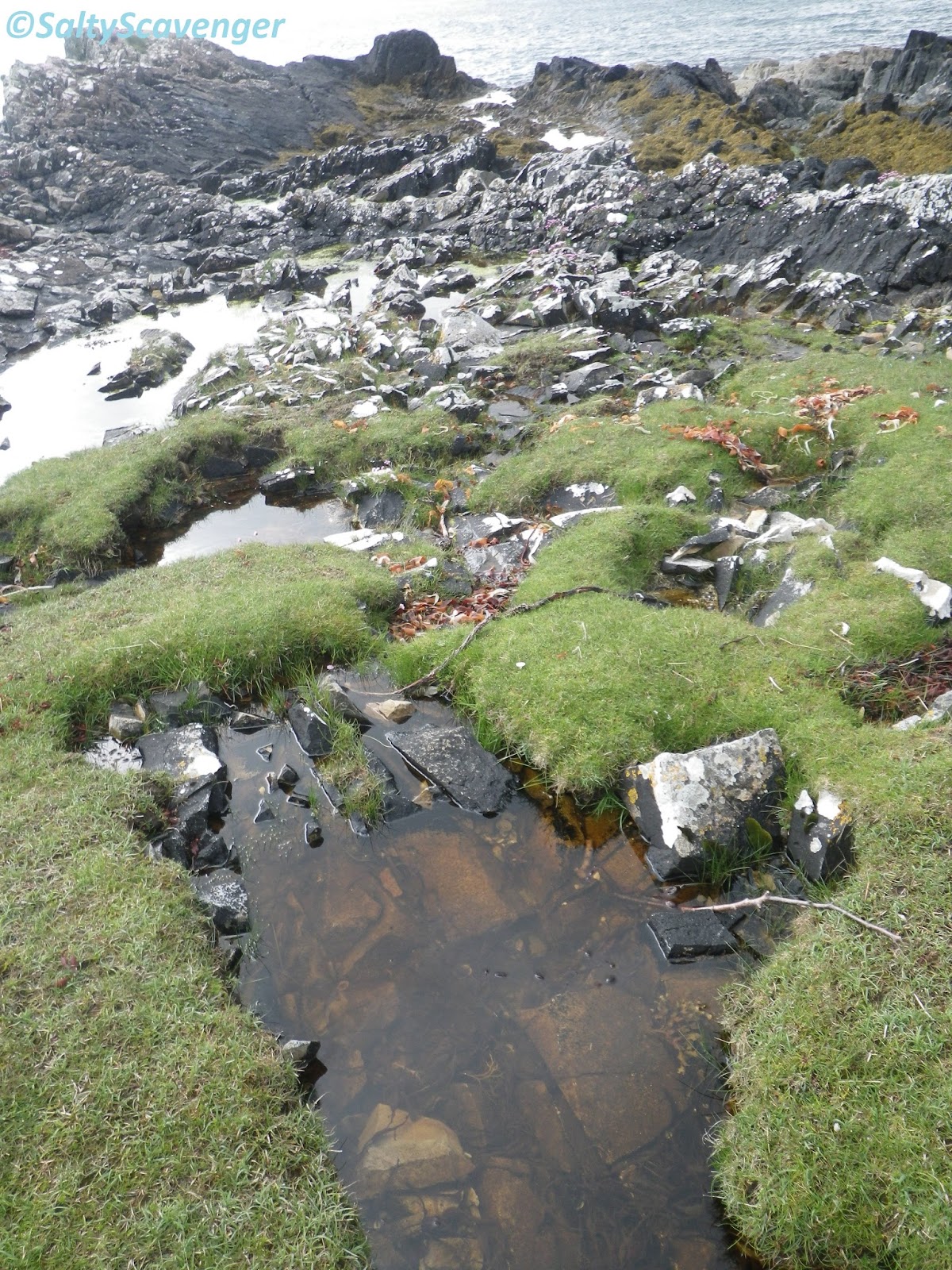 Rock Pooling: Characterising species of the supralittoral zone