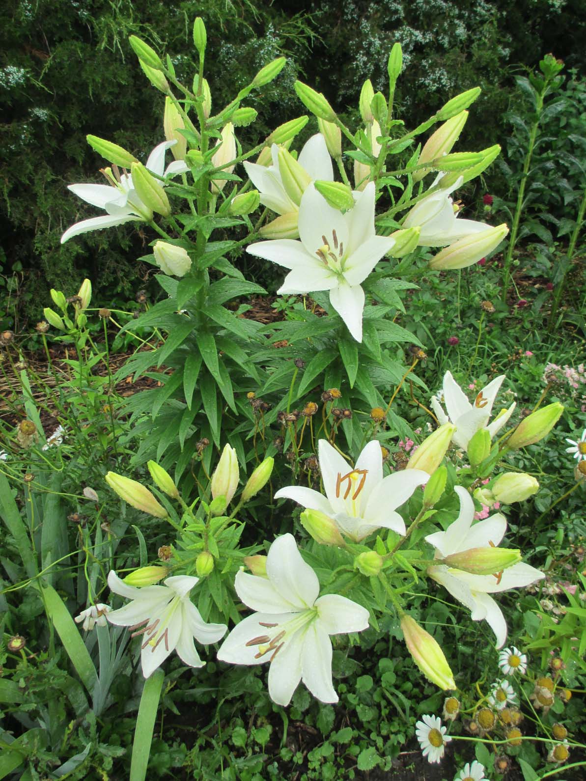 Garden Fancy: June 2015