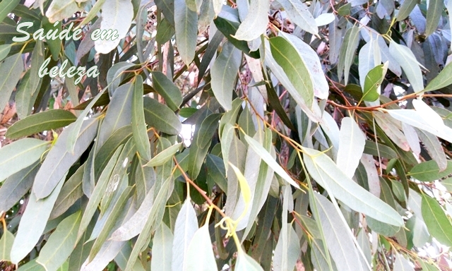 Benefícios do eucalipto - Saúde em beleza