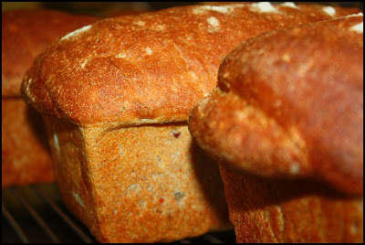 Fourteen Bean, Grain, and Legume Bread (a meal in every slice)