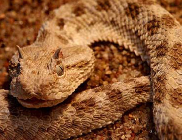 Africa: Animals in Egypt