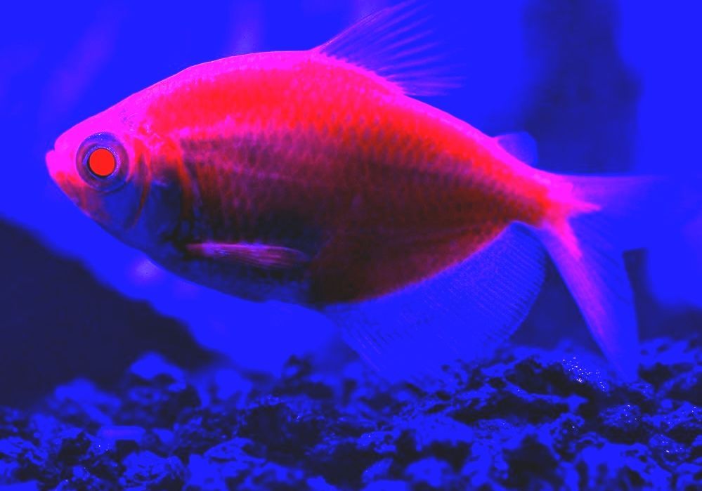 GloFish - Glo Fish Life Span