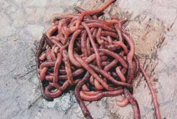 5 Jenis Cacing yang Ampuh Digunakan Umpan Mancing Ikan Patin - Mancing ...